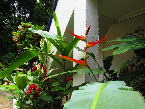 Hotel Agua Inn, Nuevo Arenal - Centraldereservas.com