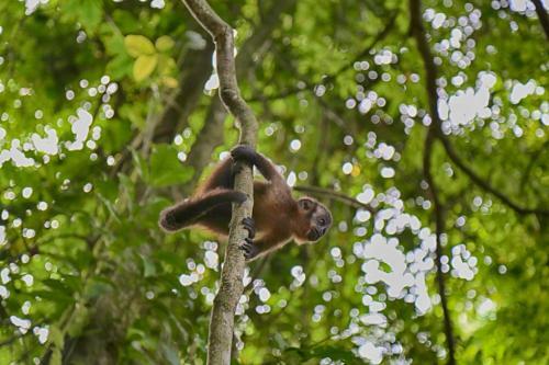 Ecoamazonia Lodge, Puerto Maldonado - Central de Reservas