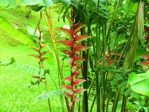 Hotel Agua Inn, Nuevo Arenal - Central de Reservas