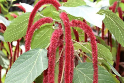 Hotel mame trees, West End - Central de Reservas