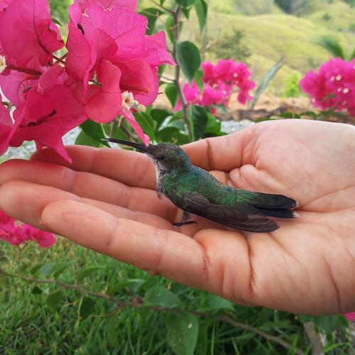 Casas y chalets Finca Colibri, Boca Chica - Centraldereservas.com