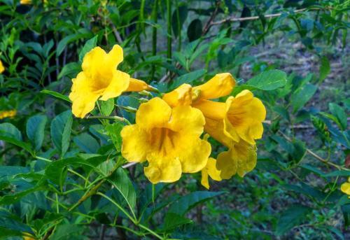 Hotel Pibi Boreal, Alajuela - Central de Reservas