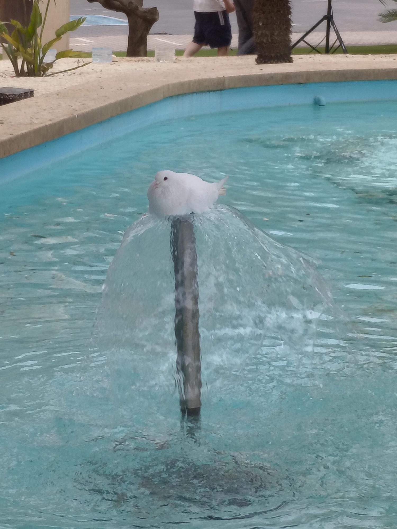 Hoteles en Benidorm, Alicante - Tu Hotel en Centraldereservas.com